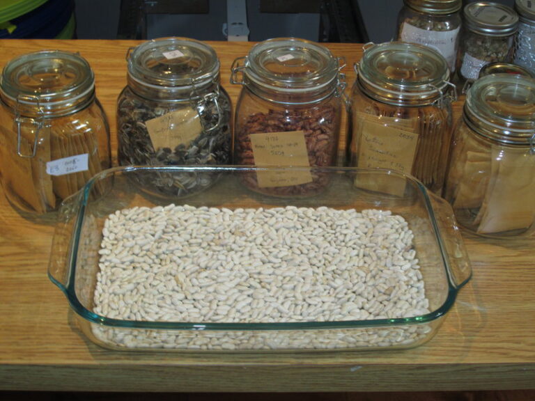 Drying Your Seeds – Seeds of Diversity
