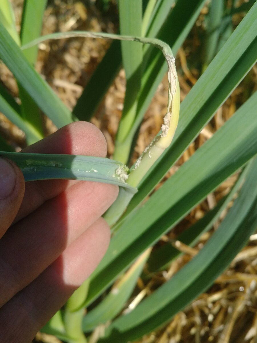 Inspect for Leek Moths - New Pest in Garlic - Act now!