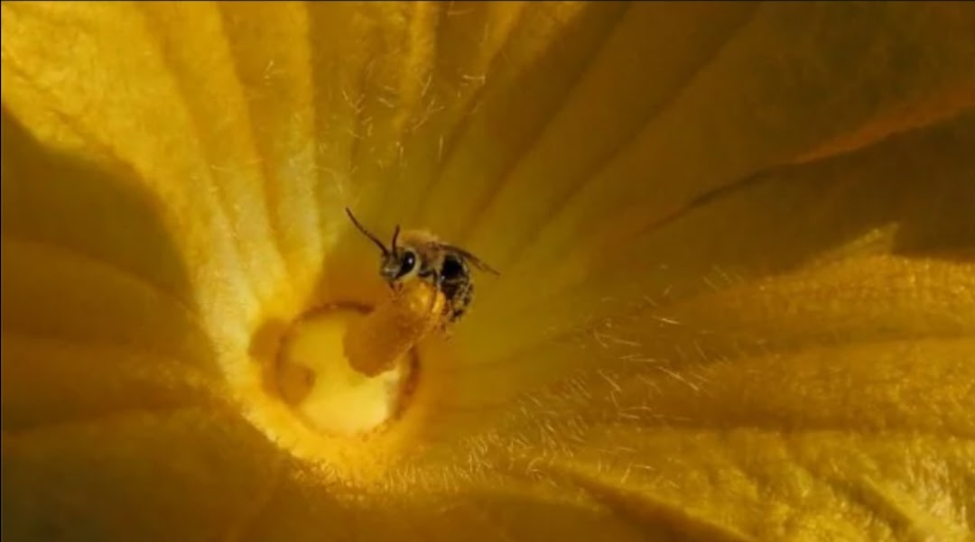 Promoting Pollinators In Your Space - Youth in Food Systems