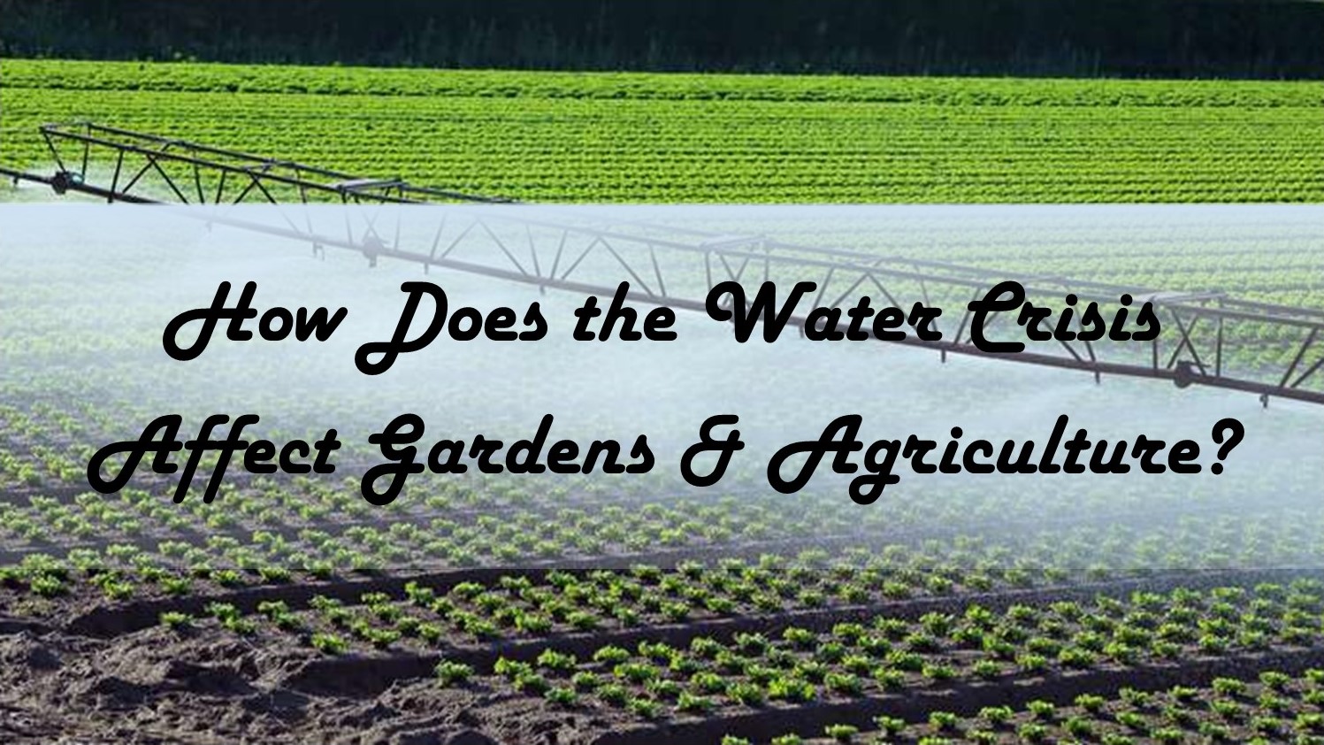 How Does the Water Crisis Affect Gardens and Agriculture? | Waterloo ...