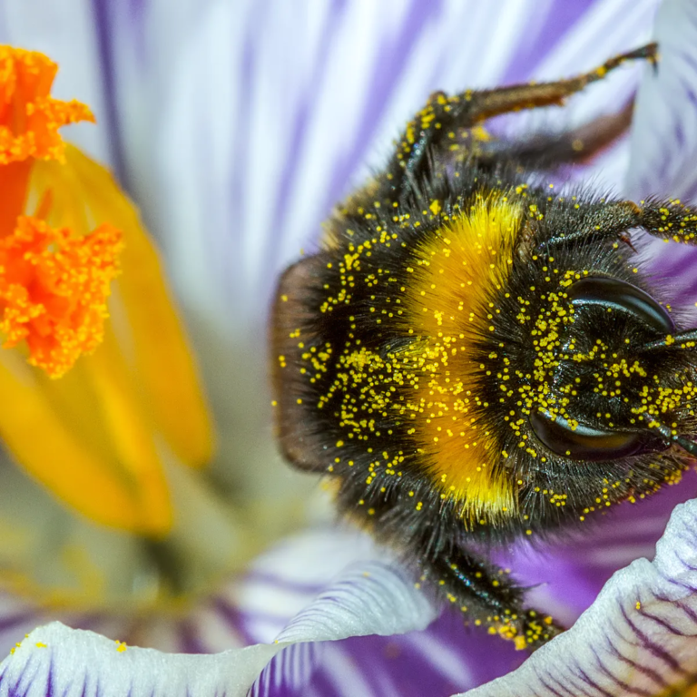 Bee Pollination: Foods We Wouldn’t Have Without Bees - Youth in Food ...