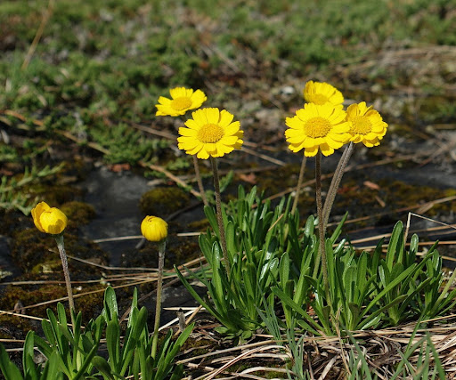Lakeside Daisy - Youth in Food Systems