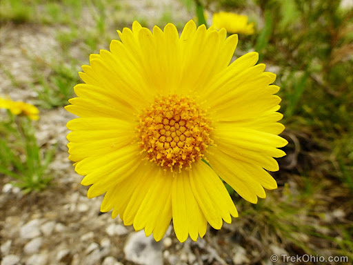 Lakeside Daisy - Youth in Food Systems
