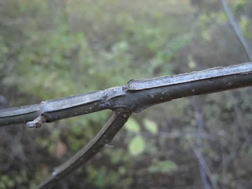 Emerald Ash - Youth in Food Systems