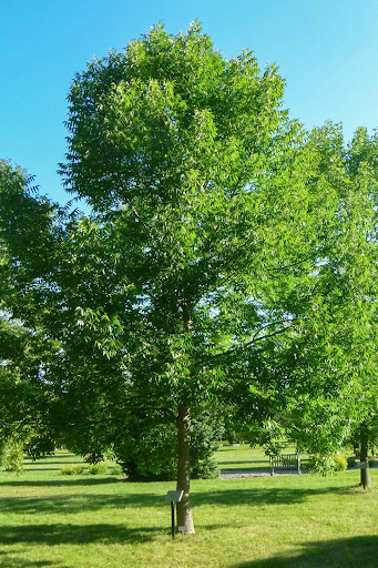 Emerald Ash - Youth in Food Systems