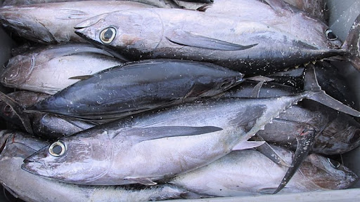 Overfishing - Youth in Food Systems