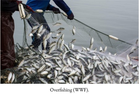 The Seafood Crisis - Youth in Food Systems