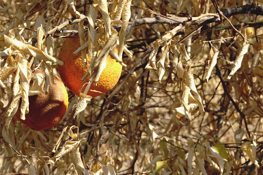 How do droughts affect agriculture? - Youth in Food Systems