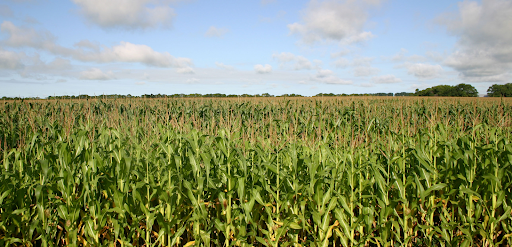 History of Agriculture to the Second World War - Youth in Food Systems
