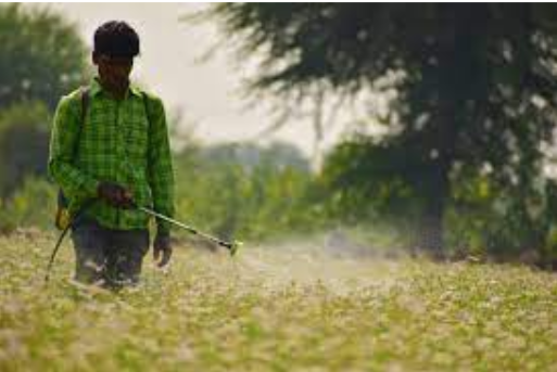 How do Pesticides Impact Food Systems? - Youth in Food Systems