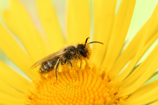 The Importance of Pollinators in our Ecosystem - Youth in Food Systems