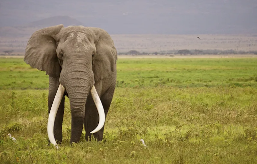 How Animals Help Against Climate Change - Youth in Food Systems