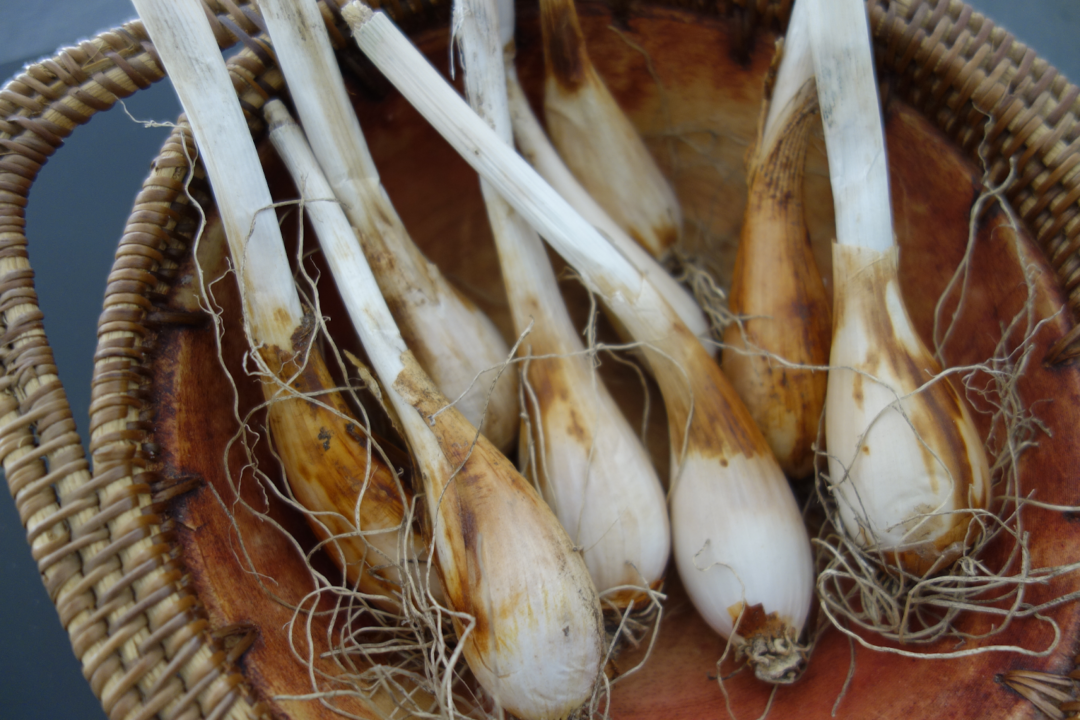 Wild Onion and Its Dangerous Look-Alike - Youth in Food Systems