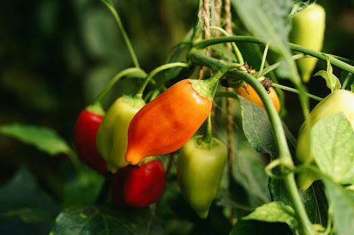 The Science of Spice - Youth in Food Systems
