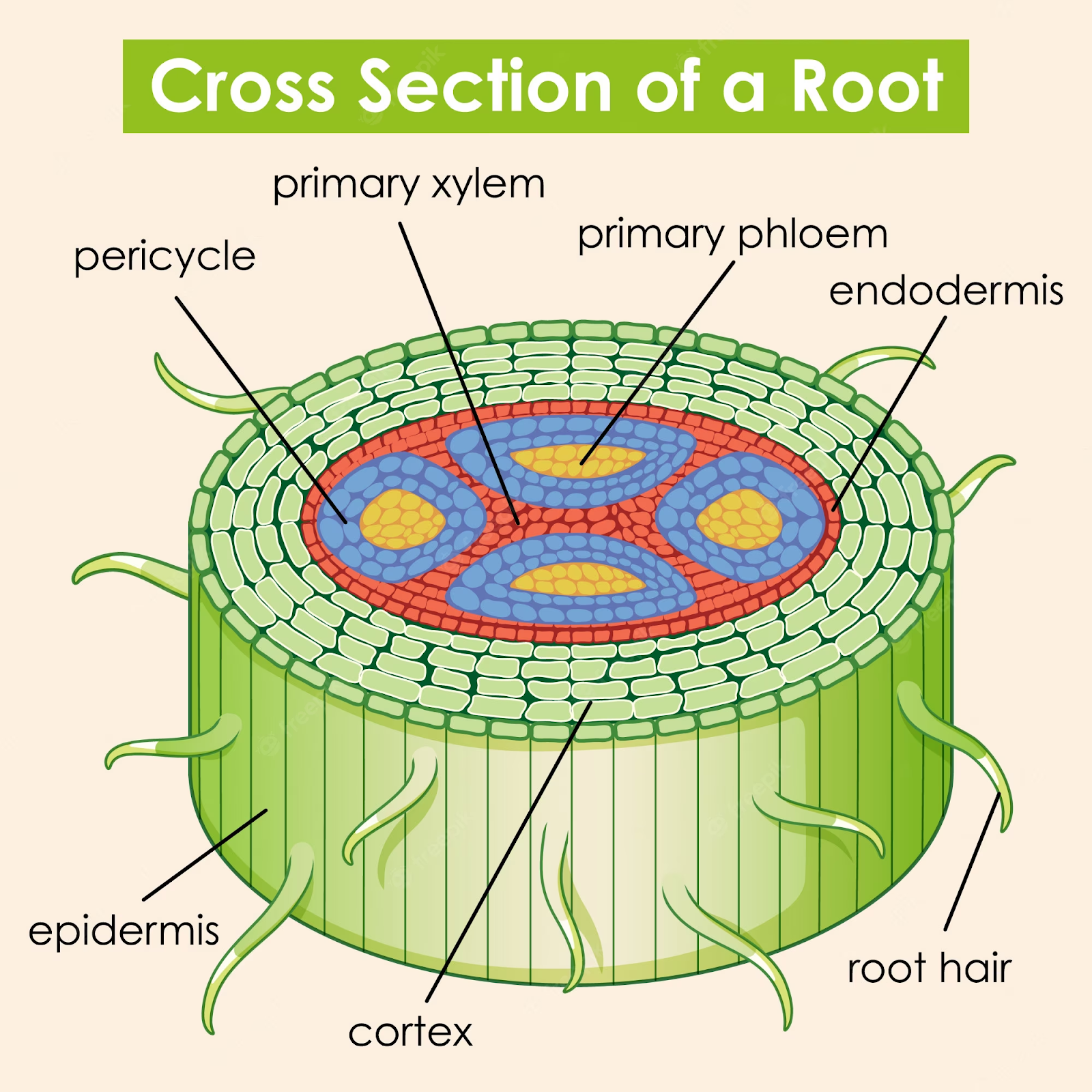 A Crash Course on Plant Anatomy - Youth in Food Systems
