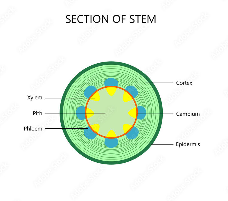 A Crash Course on Plant Anatomy - Youth in Food Systems