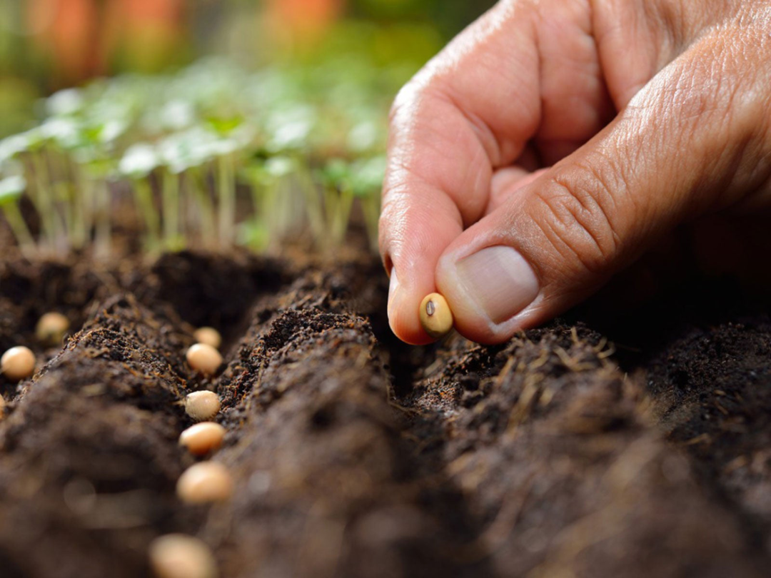 The Life Cycle of Seeds - Youth in Food Systems
