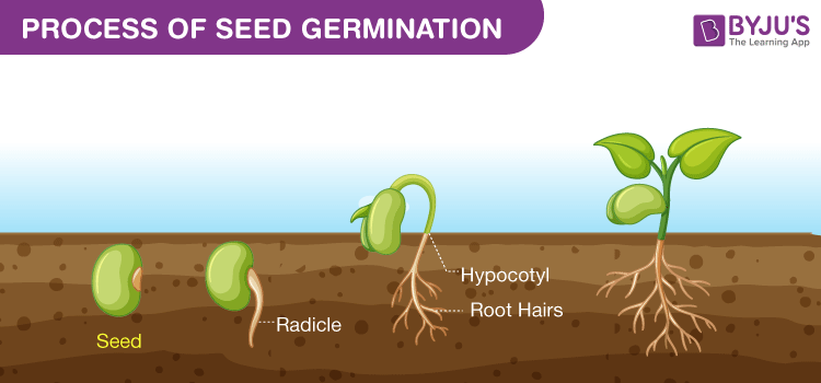 Understanding Germination - Youth in Food Systems