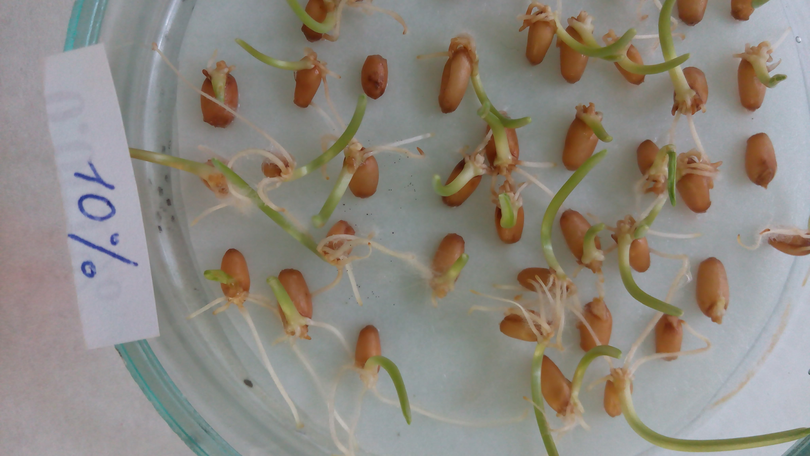 Understanding Germination - Youth in Food Systems