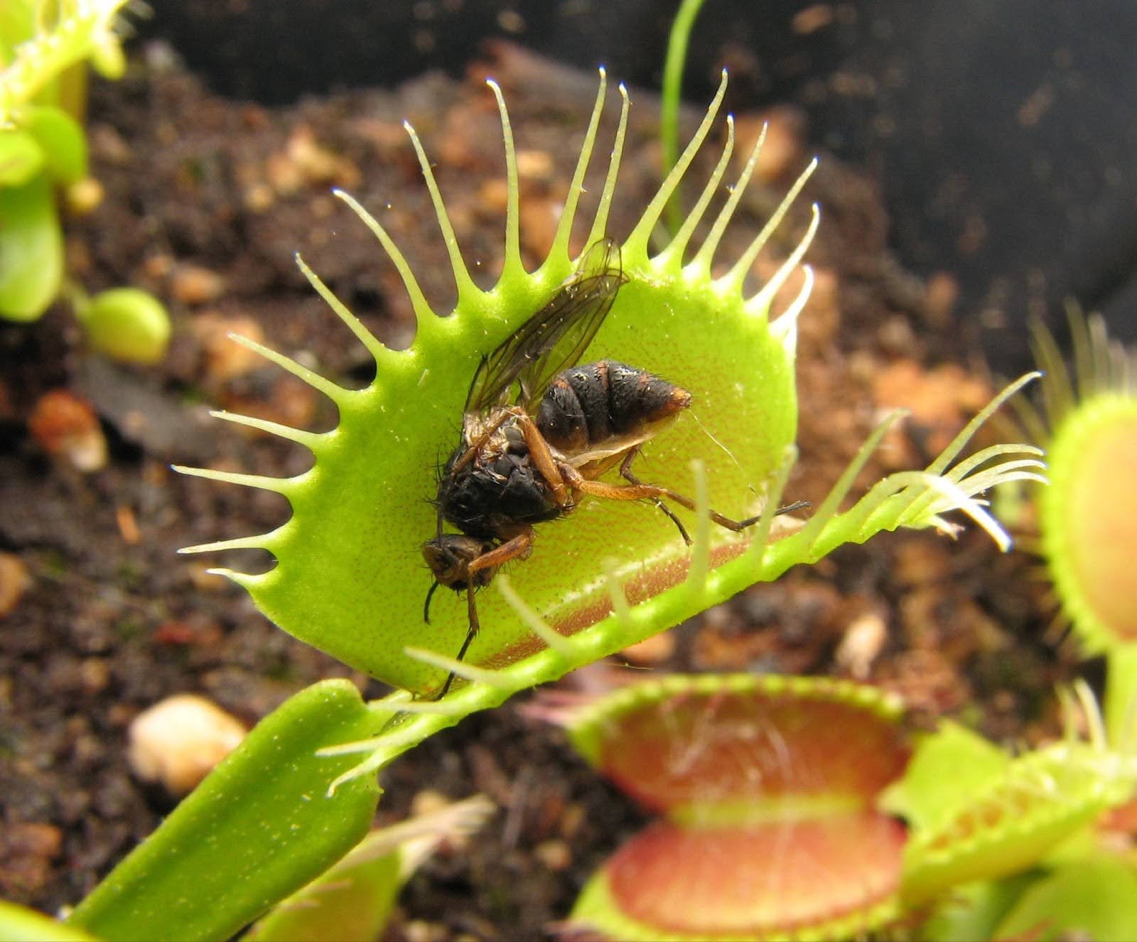 Plant Spotlight: Venus Flytrap - Youth in Food Systems