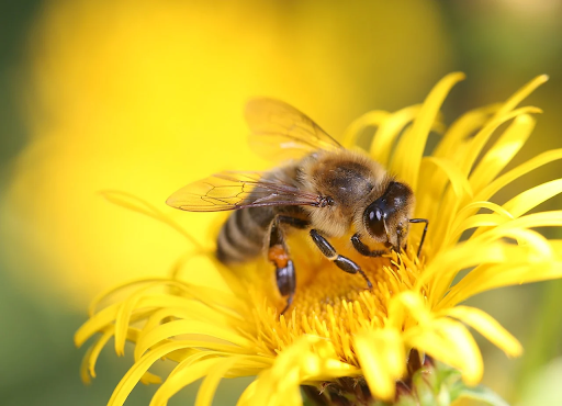 What Would Food Systems Look Like Without Pollinators? - Youth in Food ...