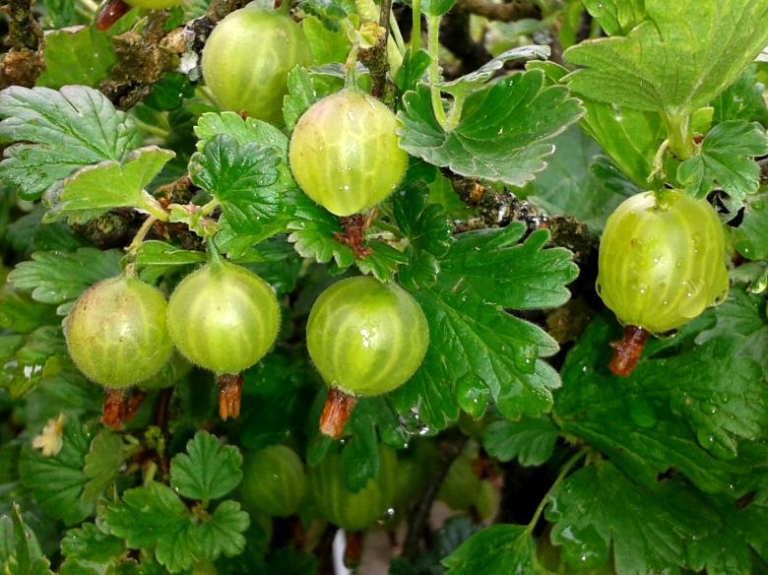 A Berry Immersive Tour of Canada’s Wild Berries - Youth in Food Systems