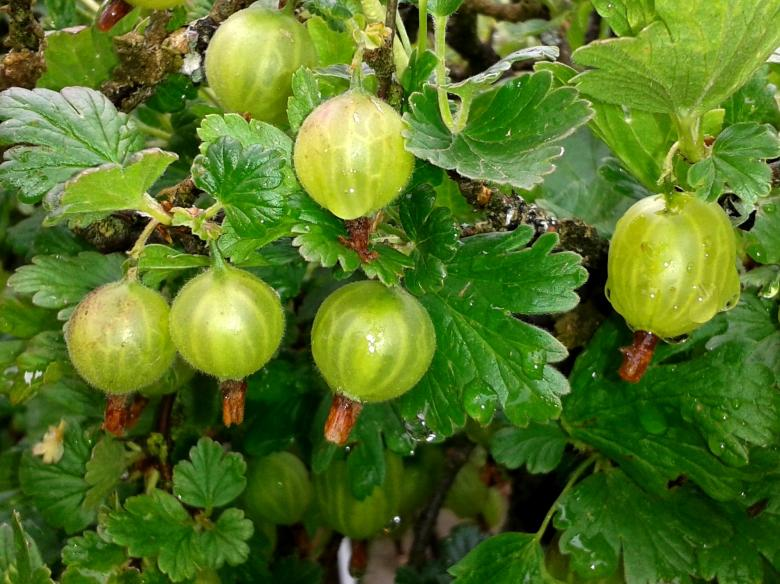 A Berry Immersive Tour of Canada’s Wild Berries - Youth in Food Systems