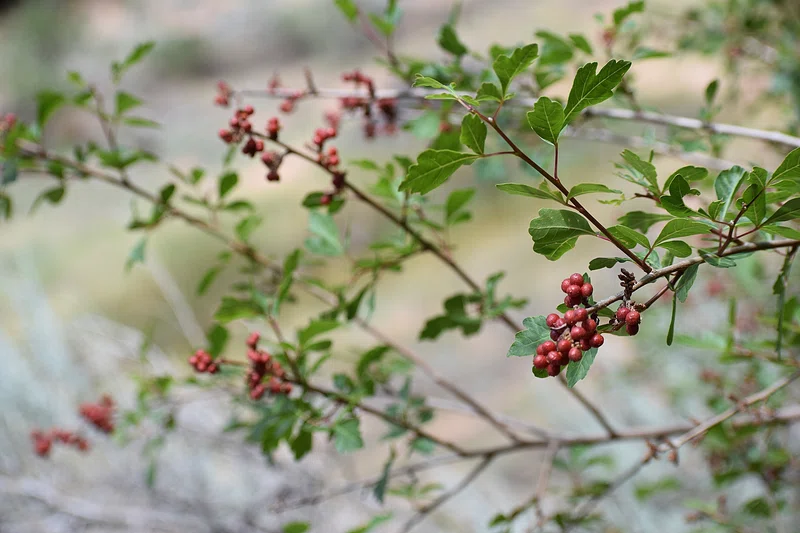 A Berry Immersive Tour of Canada’s Wild Berries - Youth in Food Systems
