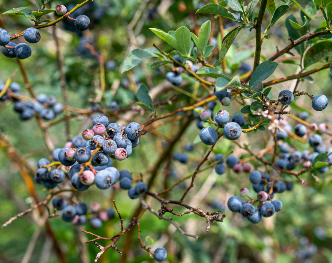 A Berry Immersive Tour of Canada’s Wild Berries - Youth in Food Systems