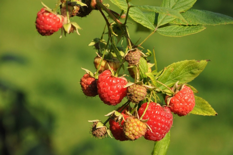 A Berry Immersive Tour of Canada’s Wild Berries - Youth in Food Systems