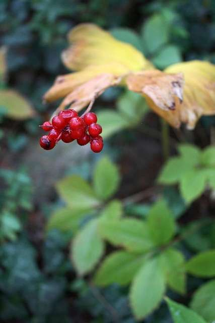 A Berry Immersive Tour of Canada’s Wild Berries - Youth in Food Systems