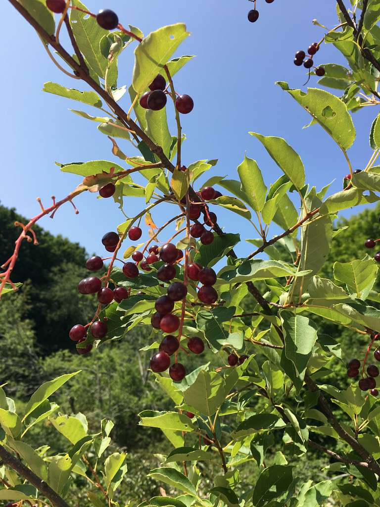 A Berry Immersive Tour of Canada’s Wild Berries - Youth in Food Systems