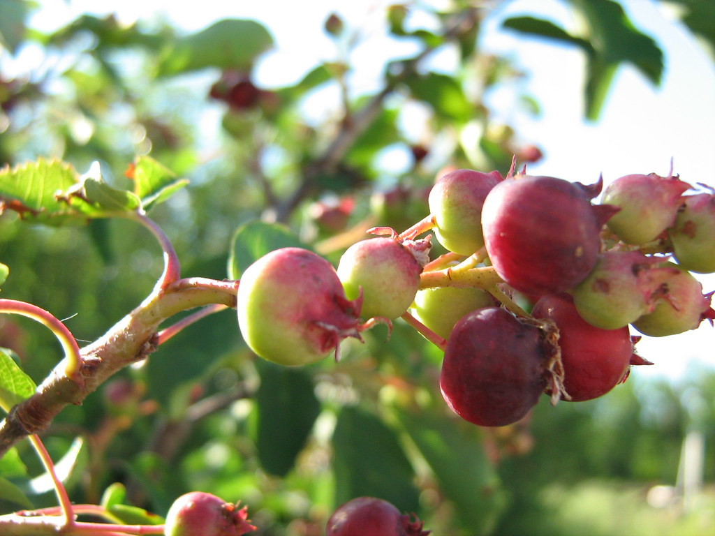 A Berry Immersive Tour of Canada’s Wild Berries - Youth in Food Systems