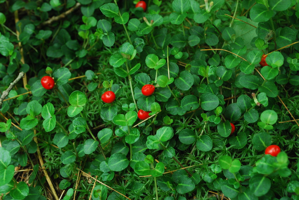 A Berry Immersive Tour of Canada’s Wild Berries - Youth in Food Systems