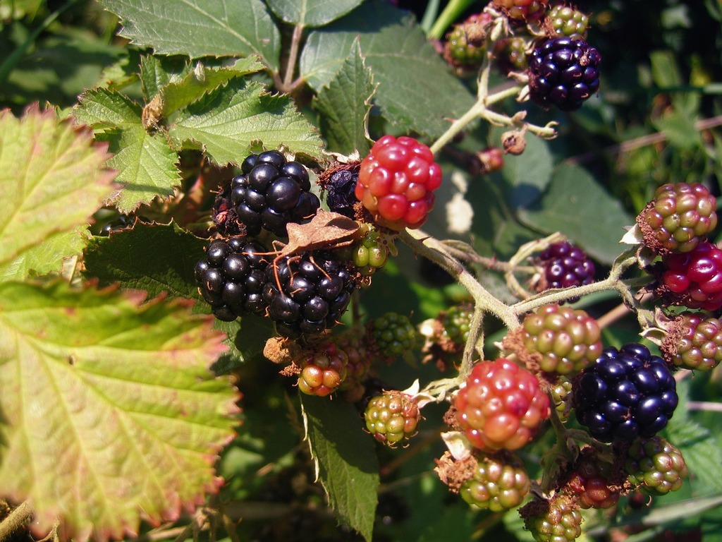 A Berry Immersive Tour of Canada’s Wild Berries - Youth in Food Systems