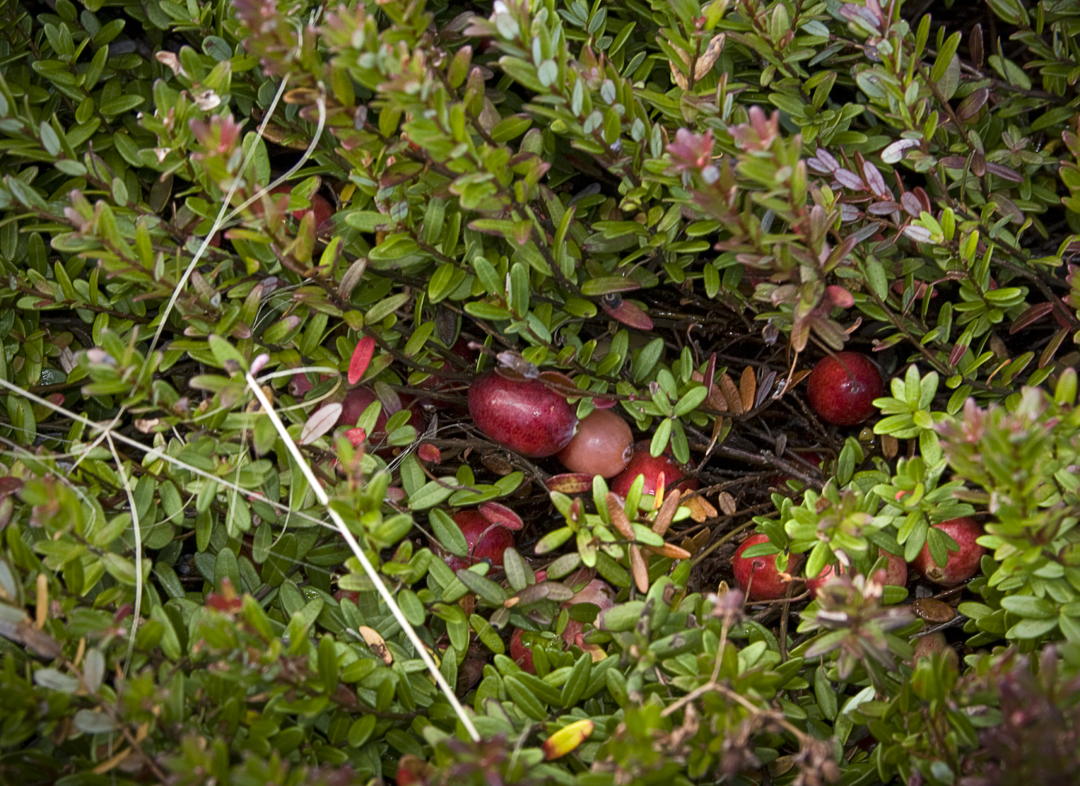 A Berry Immersive Tour of Canada’s Wild Berries - Youth in Food Systems