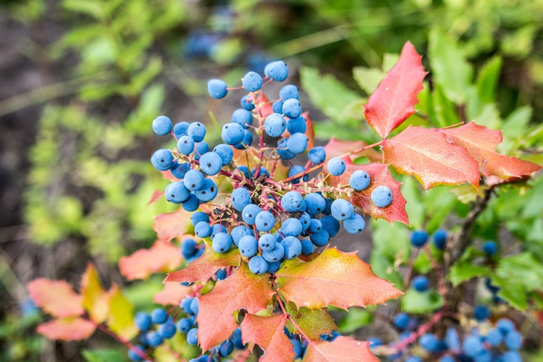 A Berry Immersive Tour of Canada’s Wild Berries - Youth in Food Systems