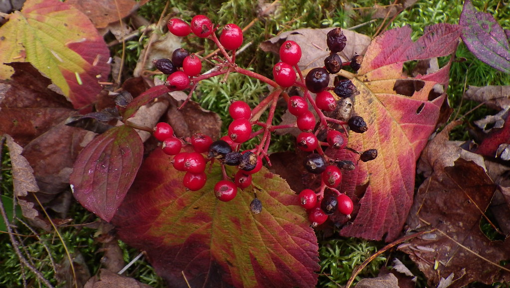 A Berry Immersive Tour of Canada’s Wild Berries - Youth in Food Systems