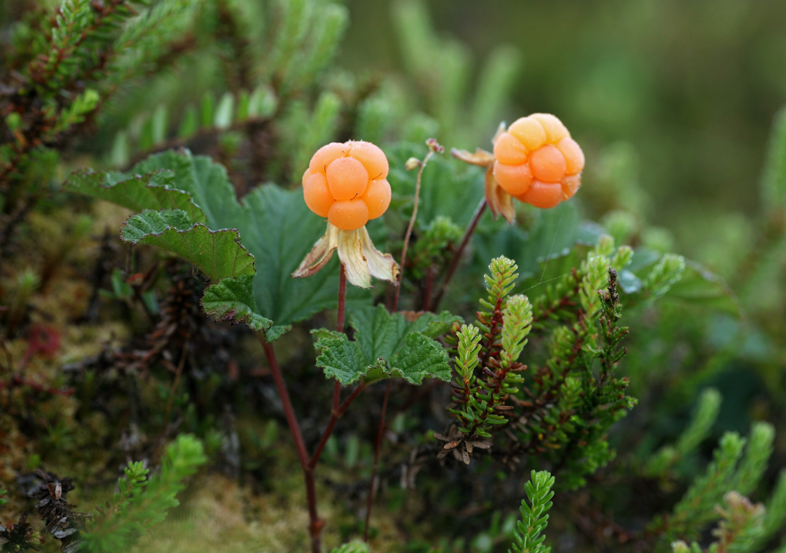 A Berry Immersive Tour of Canada’s Wild Berries - Youth in Food Systems
