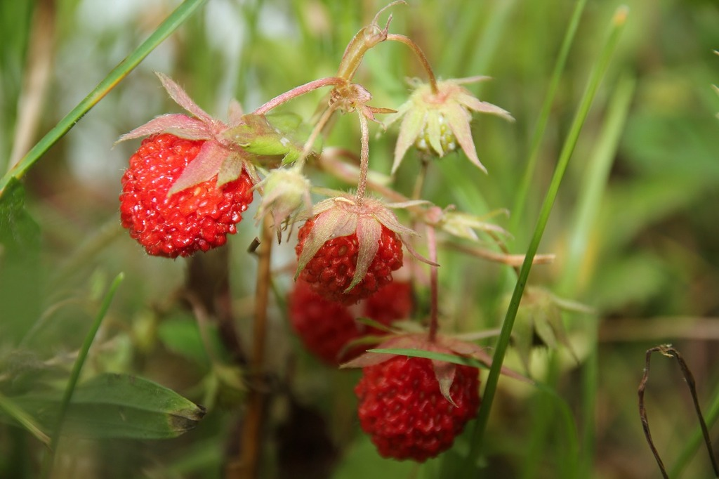 A Berry Immersive Tour of Canada’s Wild Berries - Youth in Food Systems