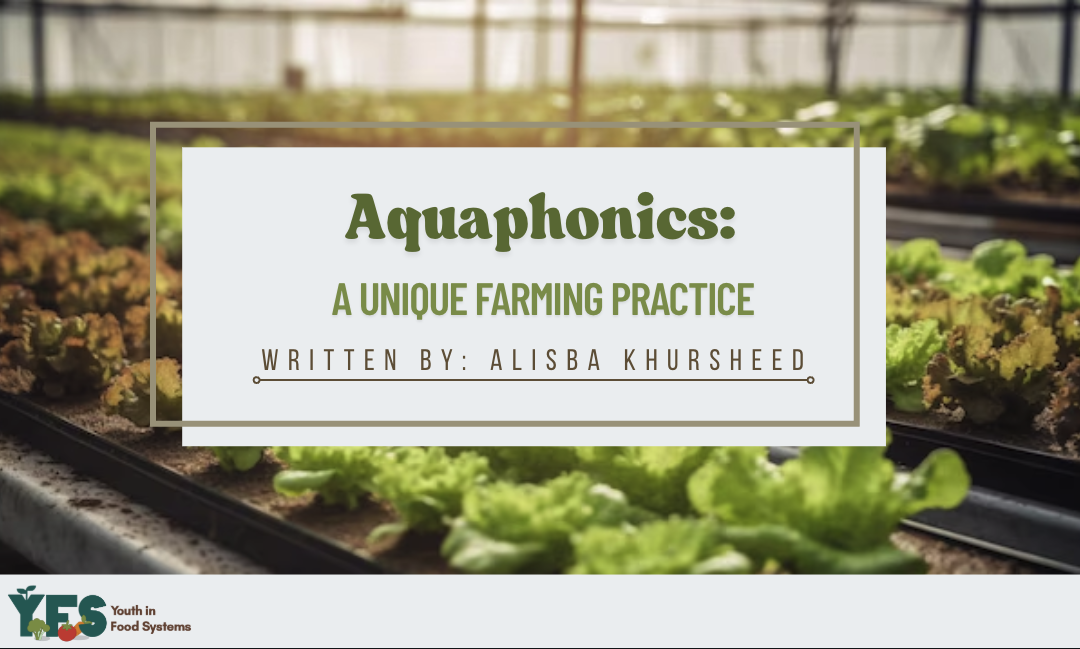 Aquaponics: A Unique Farming Practice - Youth in Food Systems