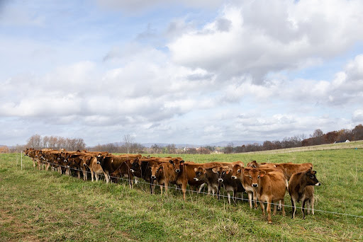 Here’s How Regenerative Grazing is Reforming Agriculture - Youth in ...