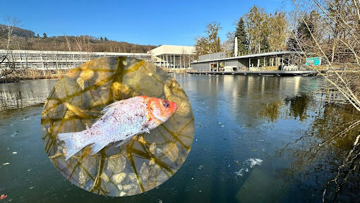 Chemistry & Fish Hatcheries: The Hidden Threats - Youth in Food Systems