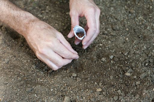 Seed Saving: Why It Matters And How to Get Started - Youth in Food Systems